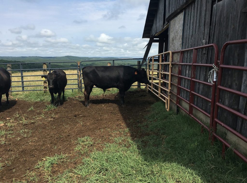 Virtual Ranch - Happy Family Ranch