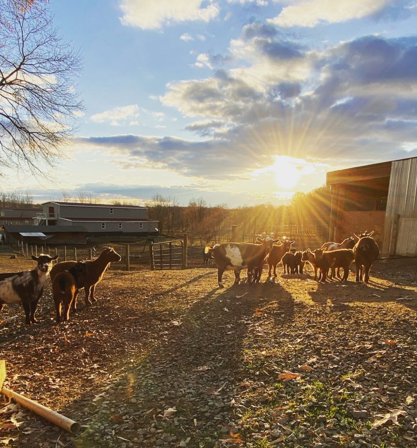 Virtual Ranch - Happy Family Ranch